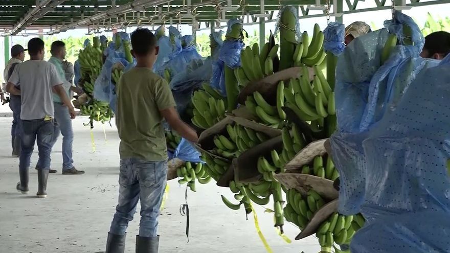 Cosechan los primeros racimos de banano en Barú tras reactivación