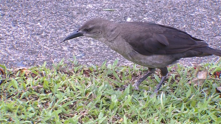 TR Verde: Los talingos