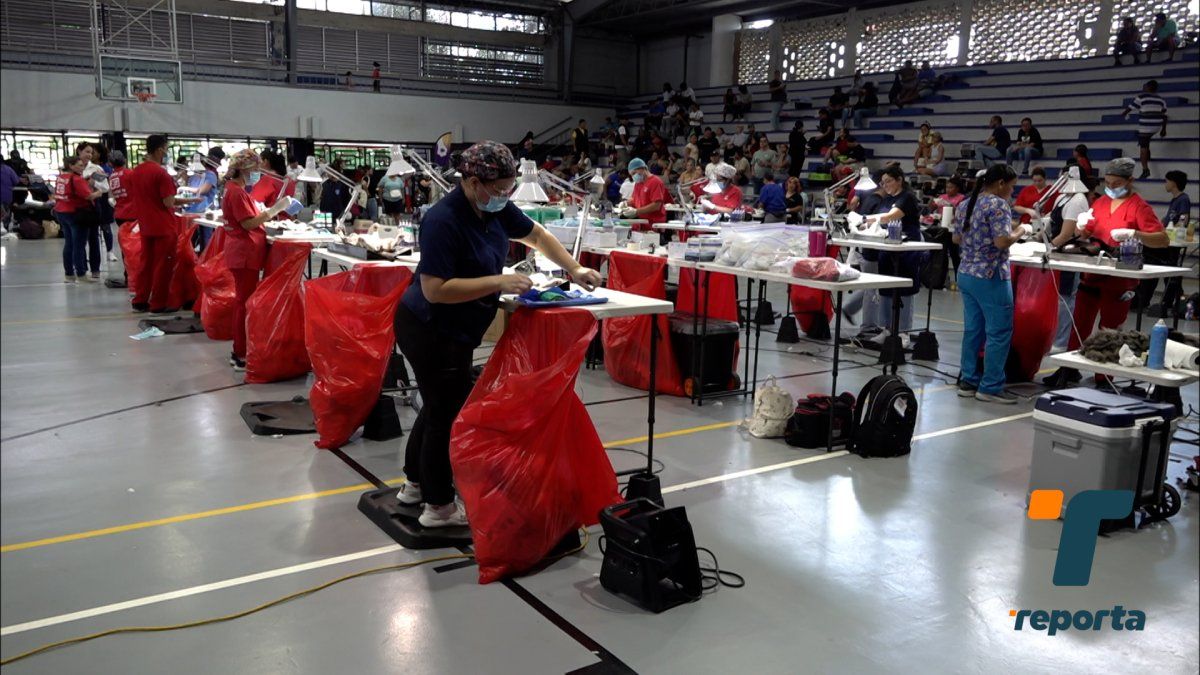 Más de 500 gatitos fueron esterilizados en el Michi Fest