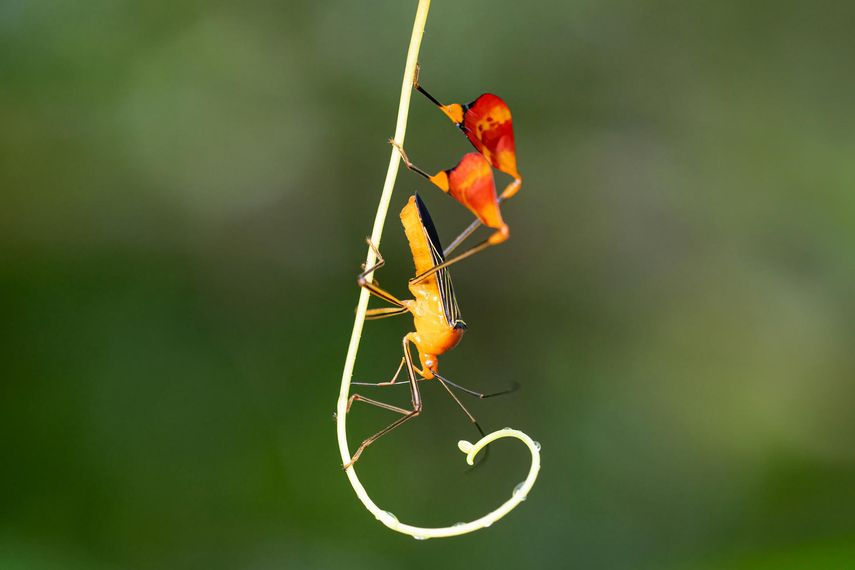 Científicos de Panamá descubren que el insecto matador agita sus patas ...