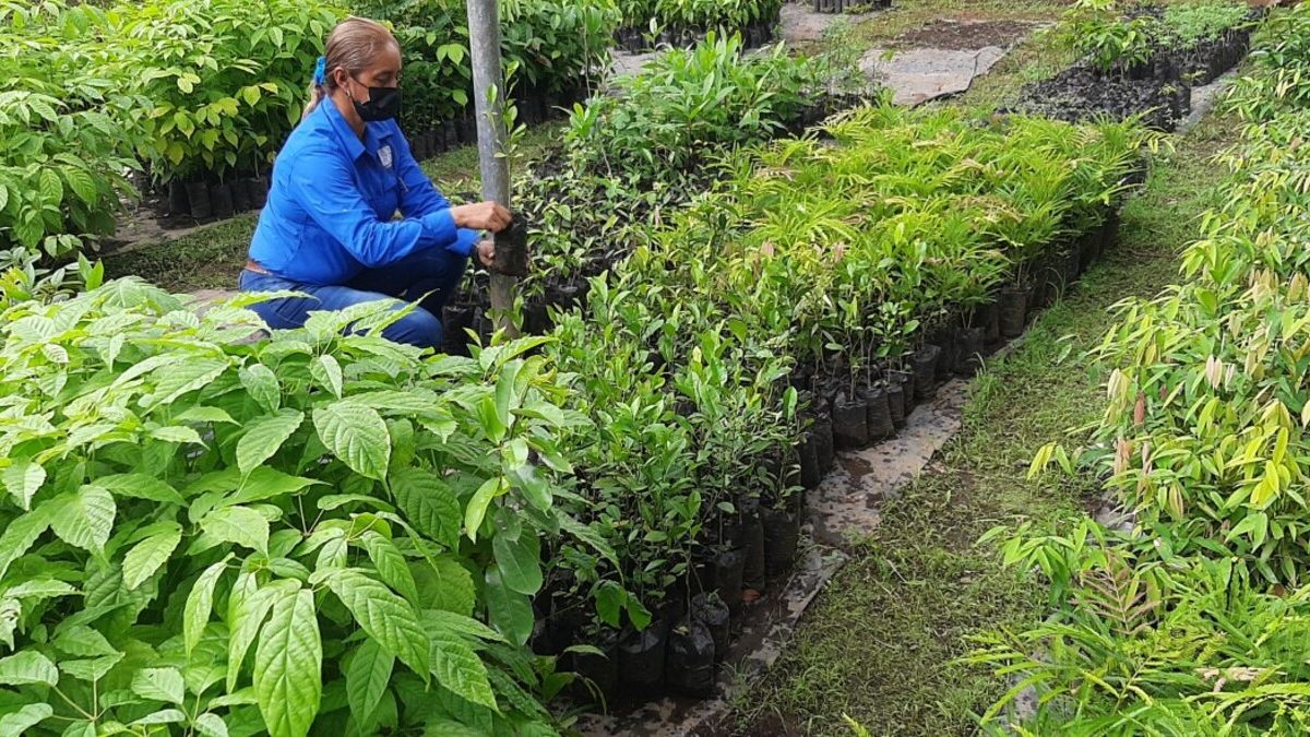Producen más de 5,000 plantones en el vivero forestal de David en ...