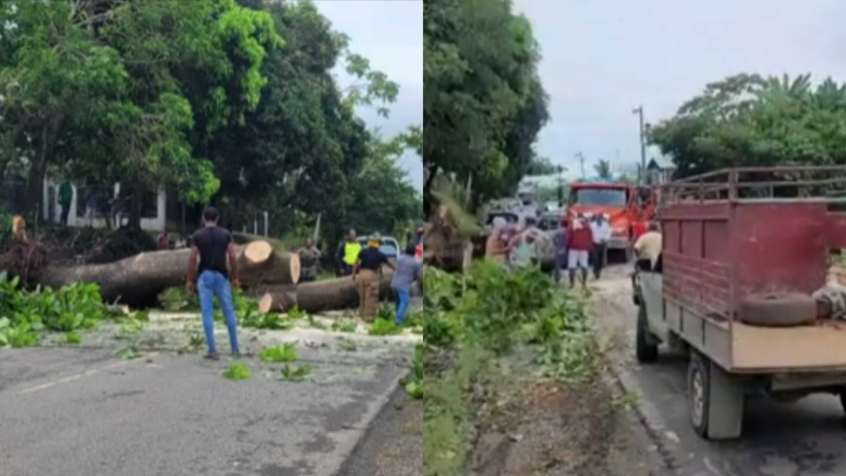 Vía en Tortí de Chepo cerrada por caída de árbol