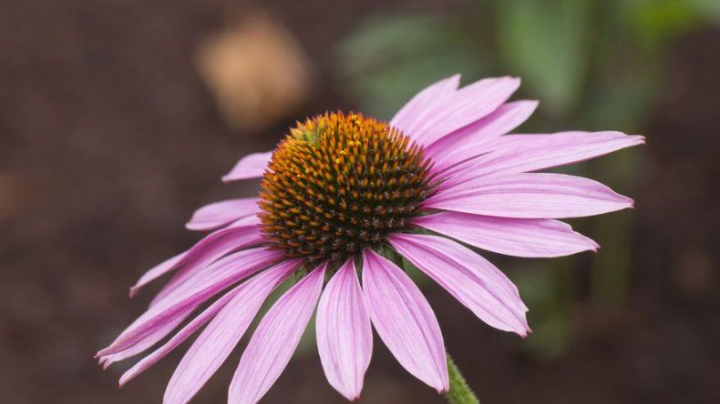 Es momento de conocer la equinacea