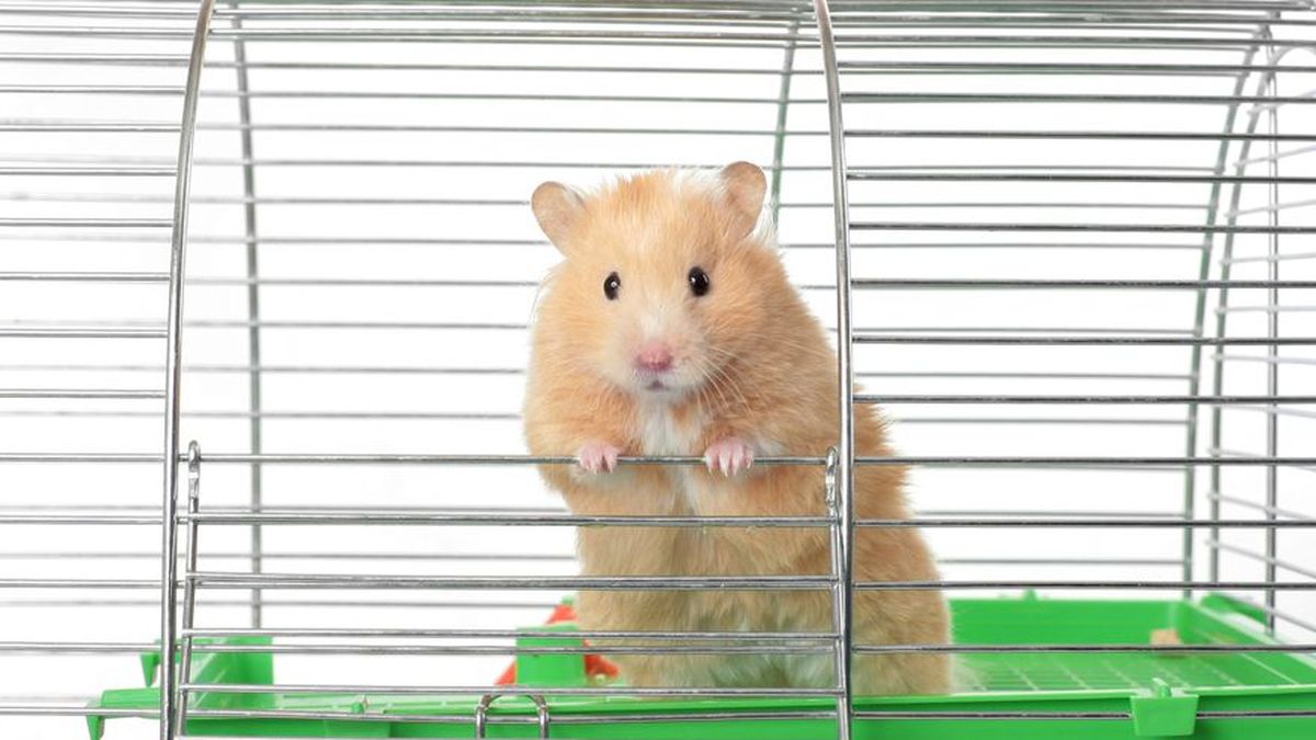 ¿Conoces estas 7 curiosidades sobre los hamster?