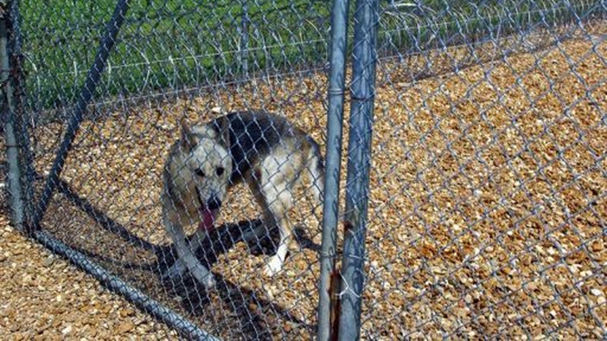 Perros lobo vigilan a los reclusos en una de las cárceles de EEUU