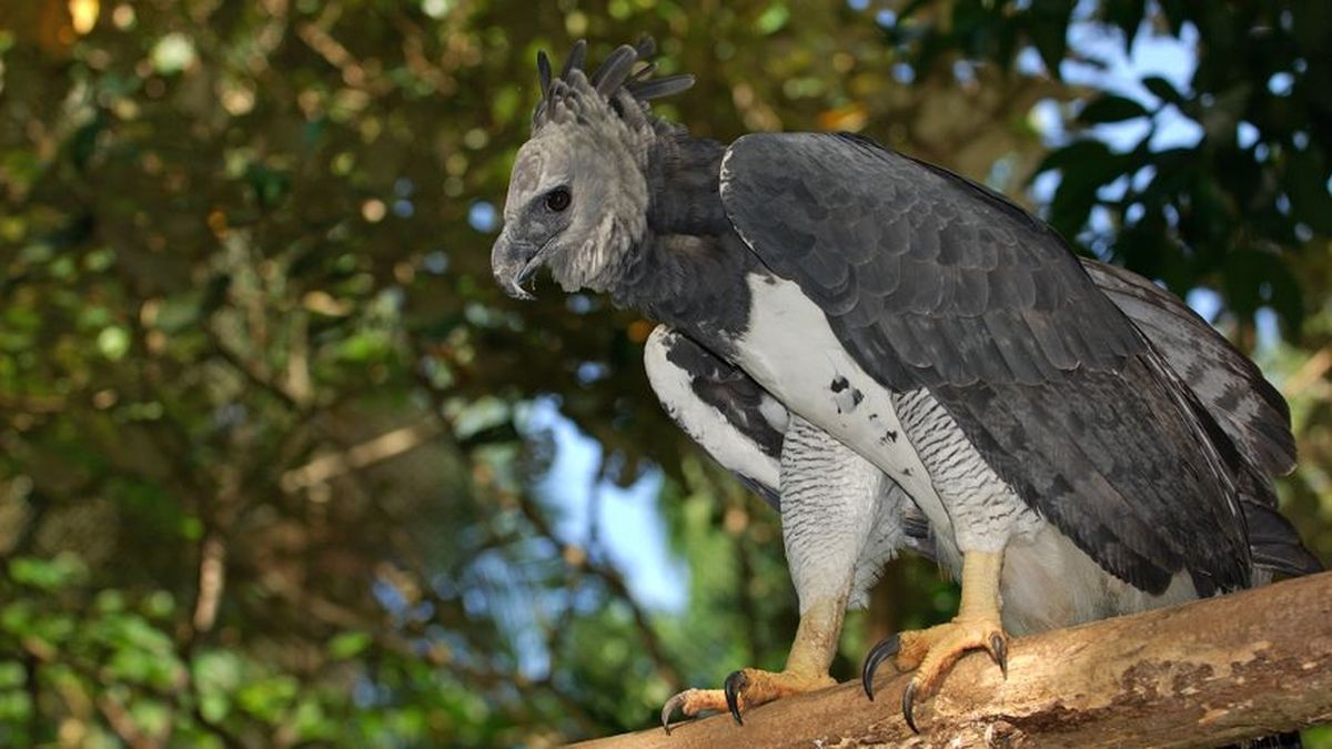 ATP promueve la belleza exótica del Parque Municipal Summit