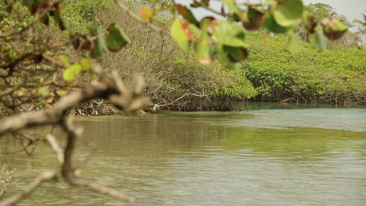 Laboratorio Punta Galeta
