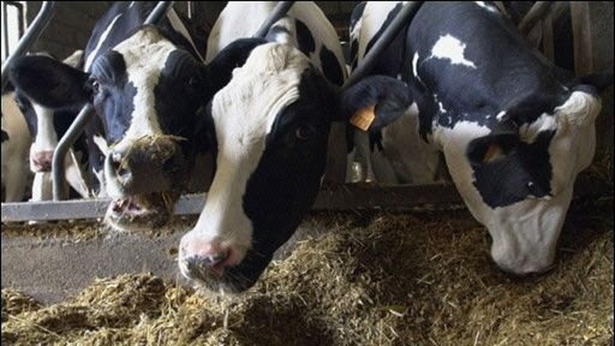 Bovinos vivos en Canadá con rastro de vaca loca