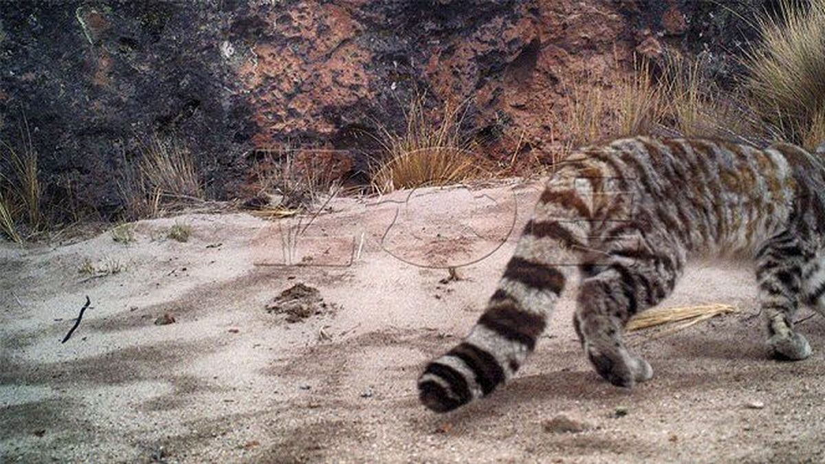 Captan las primeras imágenes del gato andino en su hábitat natural en Perú
