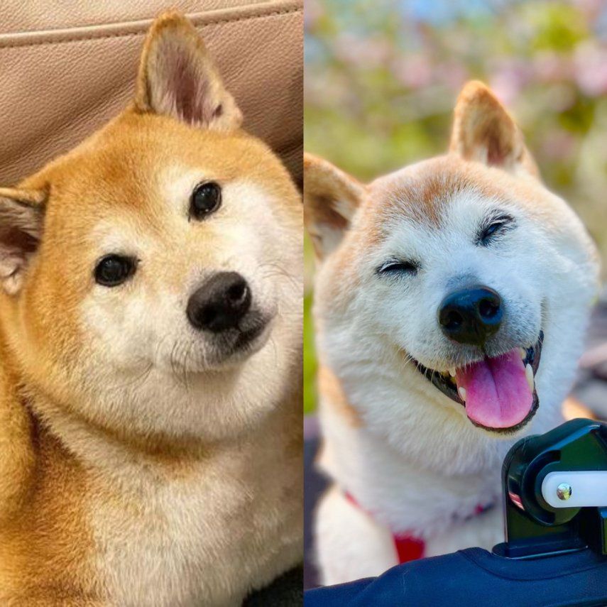 Kabosu y Cheems se han ido, dejando un profundo dolor en el mundo