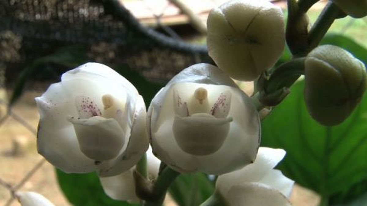 Todo listo para la feria de la Flor del Espíritu Santo en Las Minas