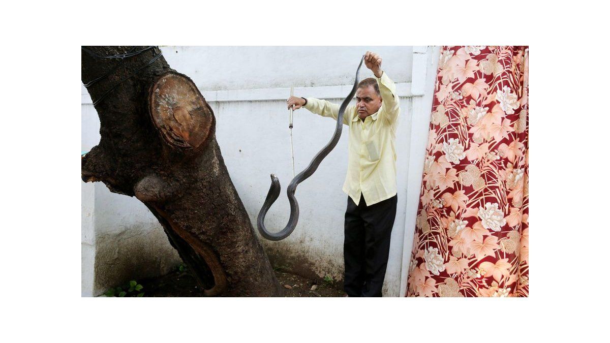El hombre serpiente de India, 222.000 reptiles cazados en 30 años de oficio