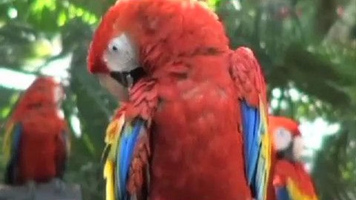 La guacamaya roja, de emblema maya a símbolo de preservación
