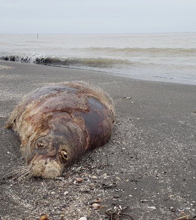 Unas 170 focas halladas muertas a orillas del mar Caspio