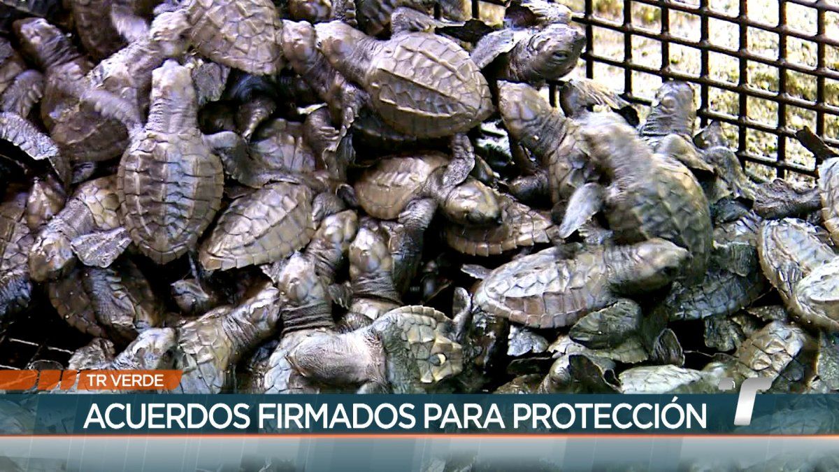 TR Verde: Protección de las tortugas marinas