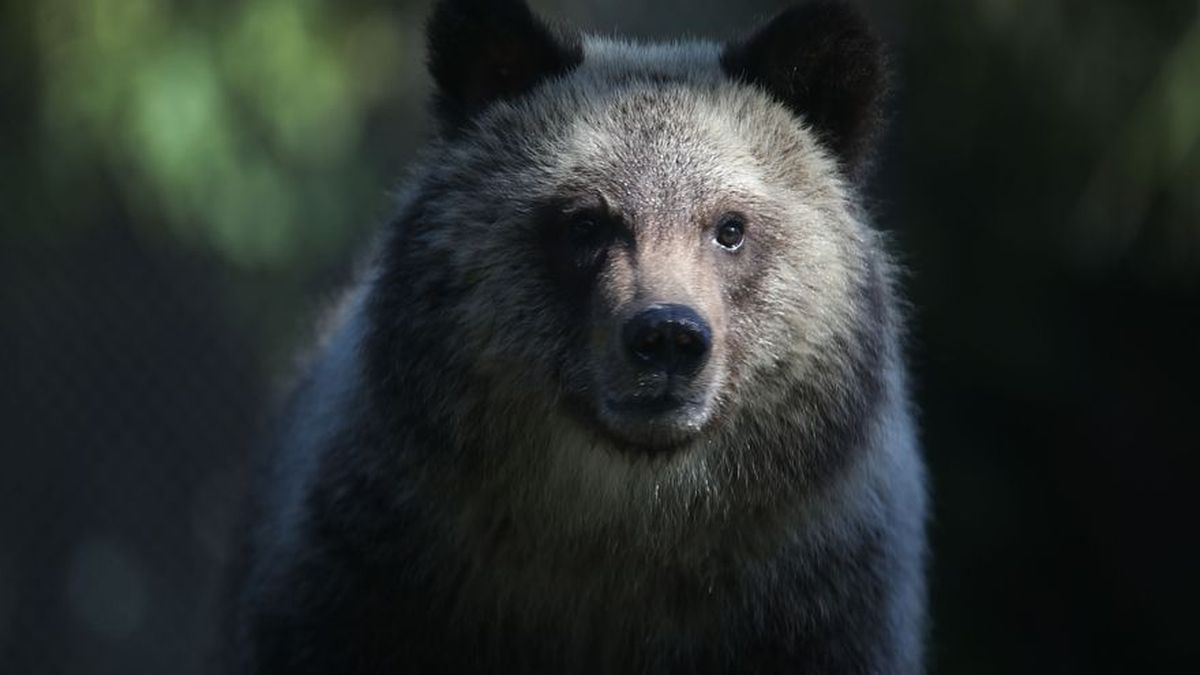 Liberan un oso macho en los Pirineos para asegurar viabilidad de la especie