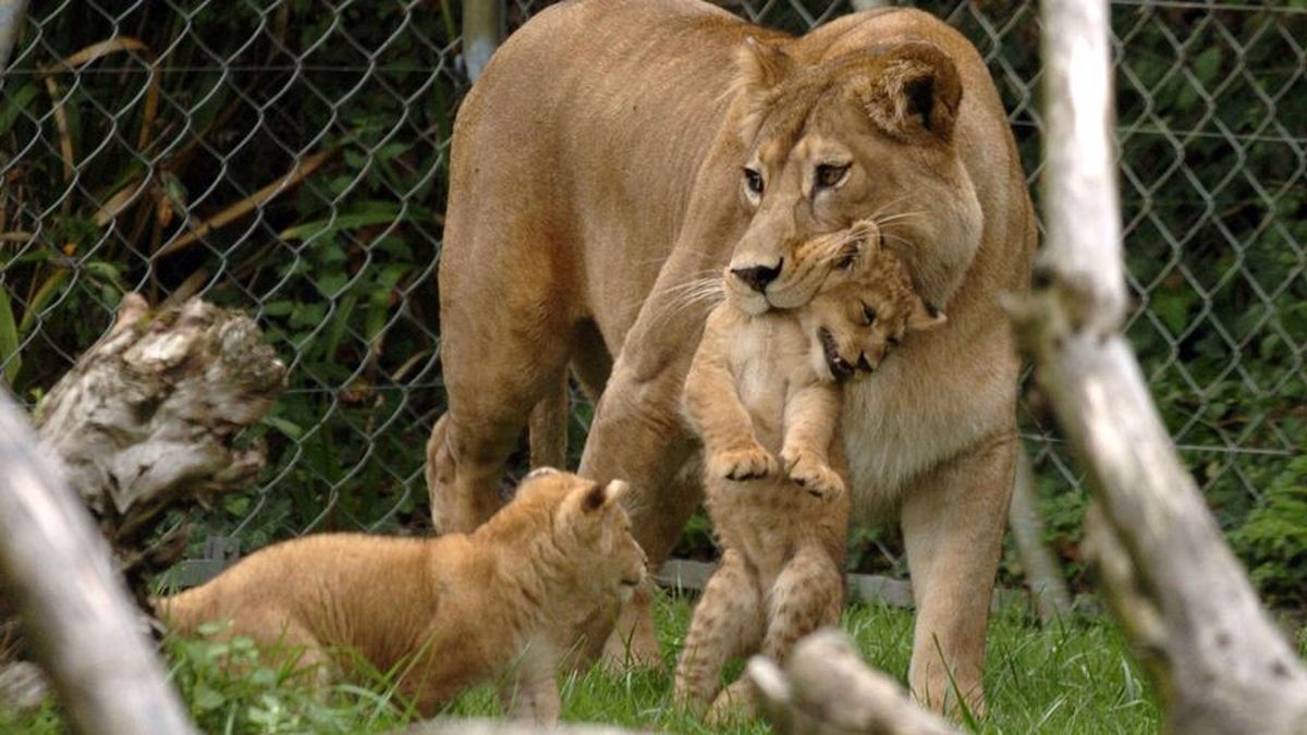 El león del Atlas se reproduce en un zoológico pero no podrá volver a ...