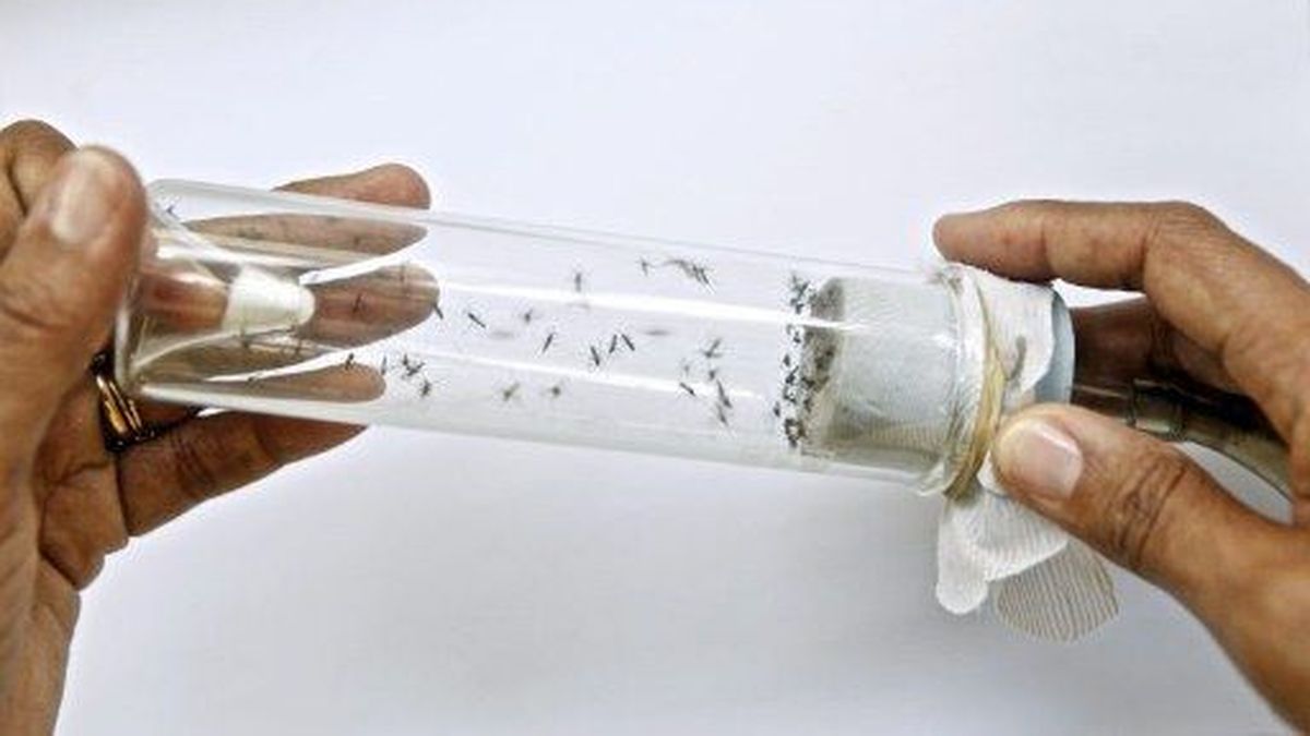 Fuerte brote de dengue en Costa Rica: se cuadruplican casos del 2012