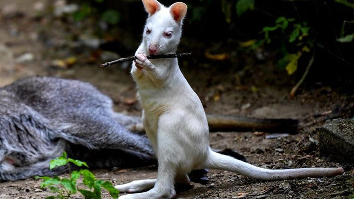 El zoo de Skopje se vuelca en su nueva cría de canguro albino
