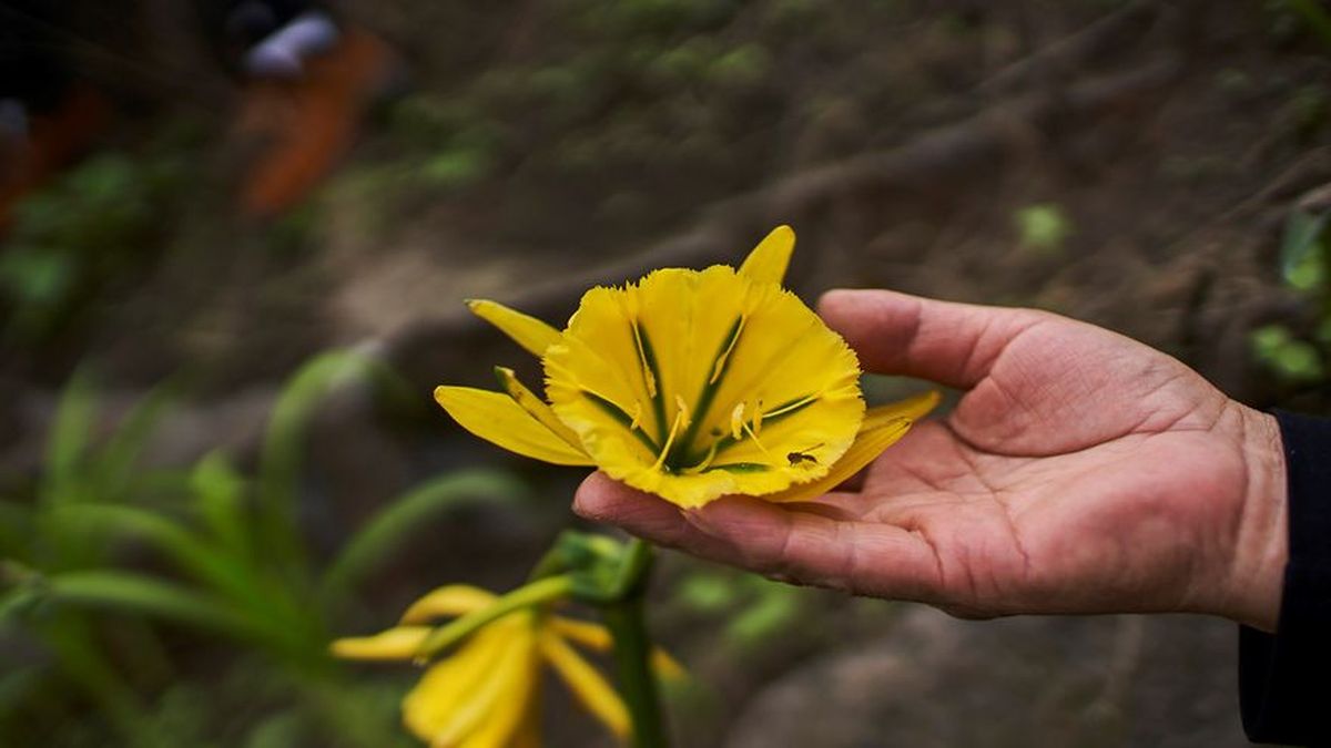 La Flor de Amancaes, símbolo de Lima que florece cuando ninguna más lo hace