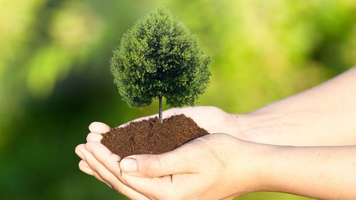 Conozca cómo ser voluntario del Gran Día Nacional de Reforestación