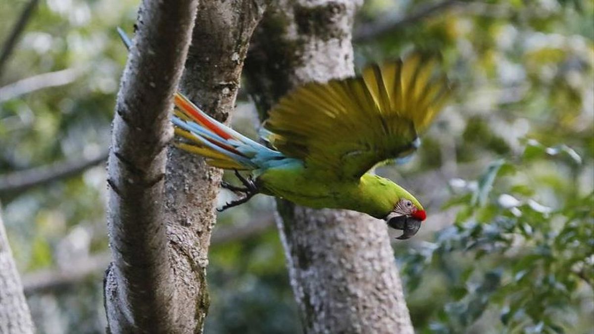 La exótica lapa verde y la lucha para evitar su extinción en Costa Rica