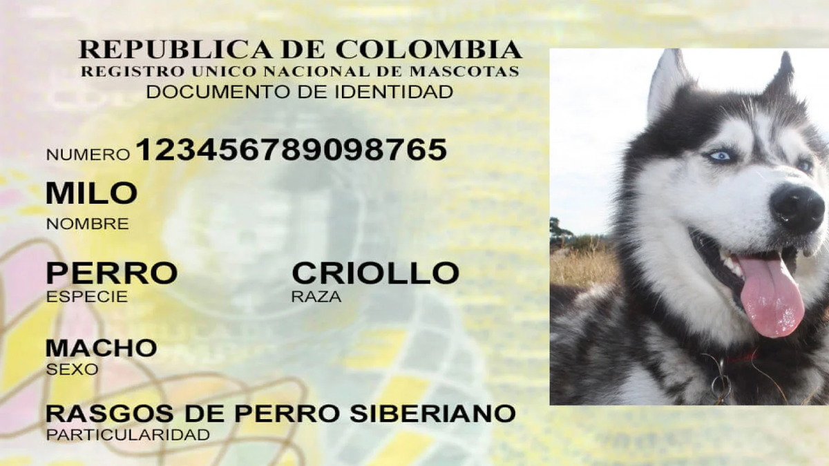 Cédula para mascotas: ¿Podrá suceder en Panamá?