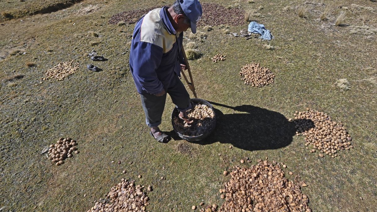 Chuño, el antiguo secreto andino para conservar papas por 20 años