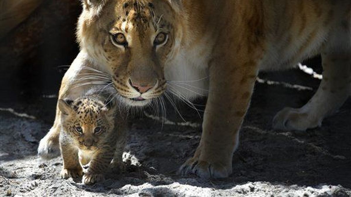 Tres pequeños ligres juguetean en zoológico ruso