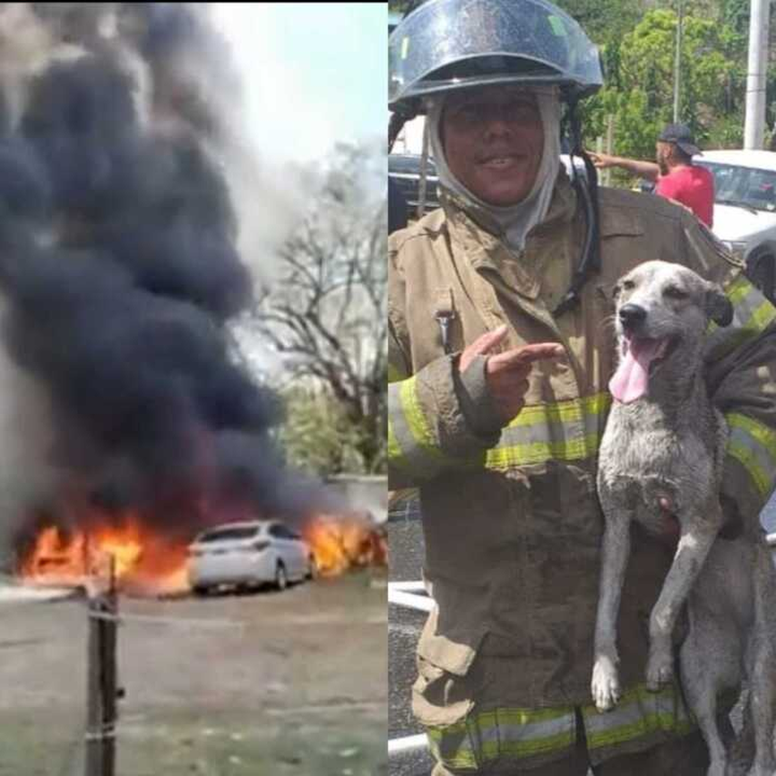 Perrito fue rescatado de un incendio en el Chorrillo