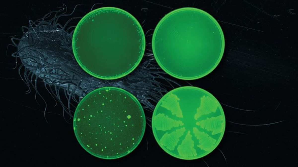 Descubren nuevo antibiótico por inteligencia artificial