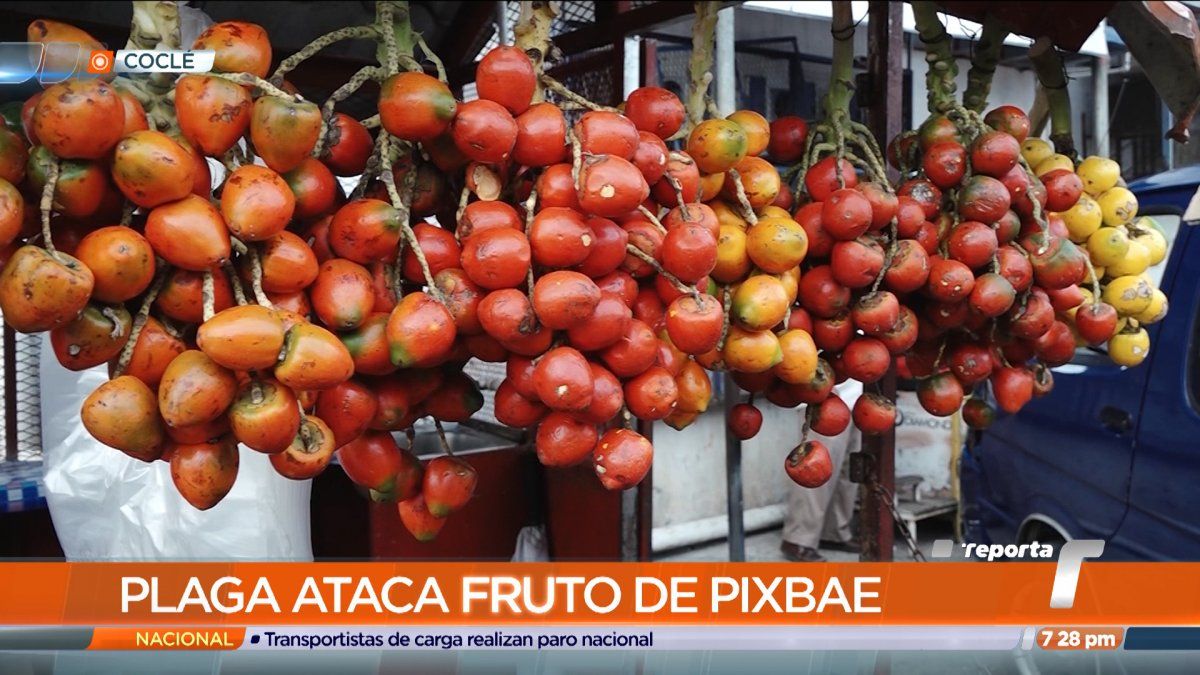 Producción de pixbae está amenazada por una plaga
