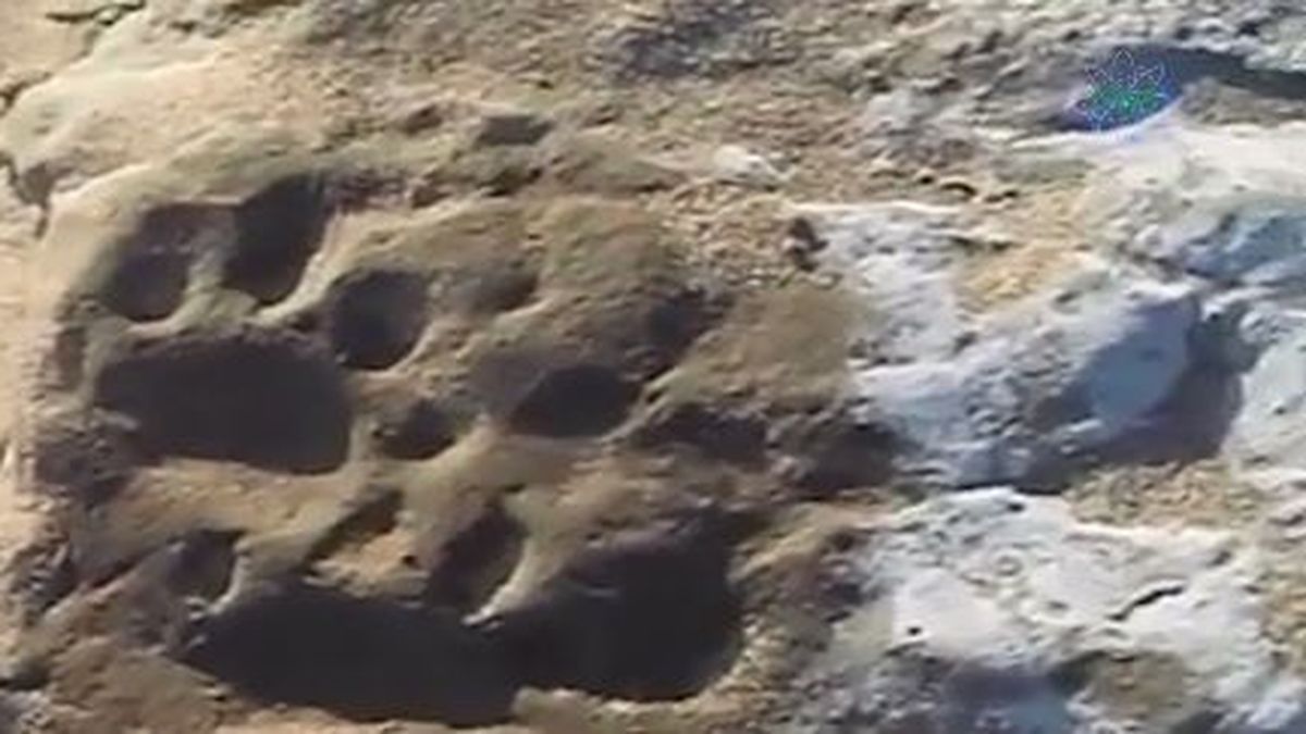 Descubren Huellas Fosilizadas De Tigre Dientes De Sable En Argentina