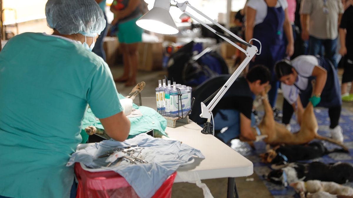 Michi Fest en Panamá: más de 500 gatos esterilizados en jornada masiva
