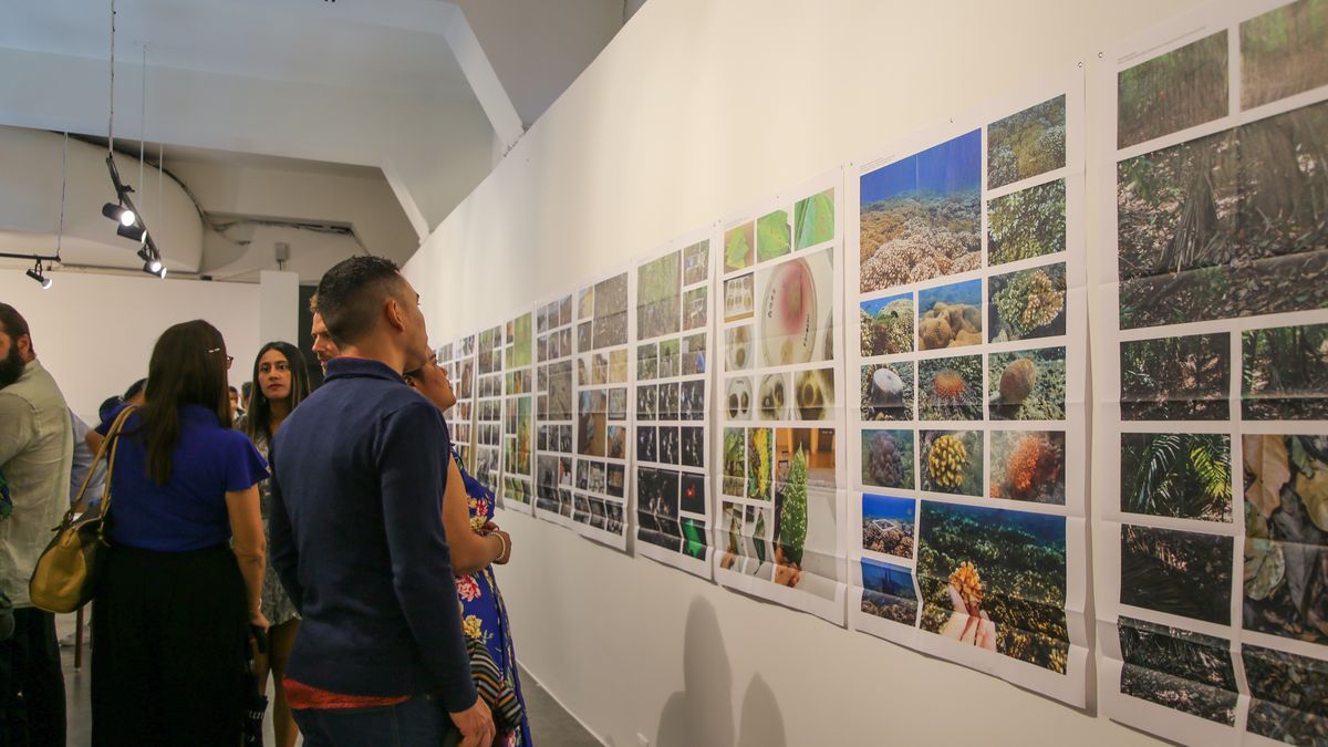 Dos Nuevas Exposiciones en el MAC Panamá: Irene Kopelman, Una cuestión ...