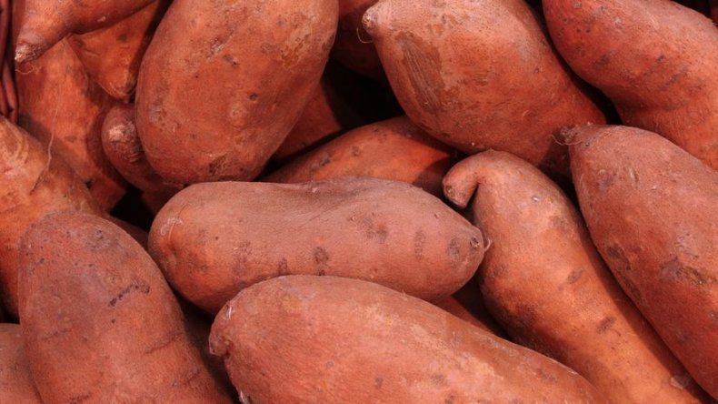 El camote y sus valores nutricionales