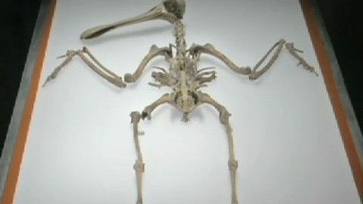 Esqueleto de un ibis atrae miradas en Museo del Templo Mayor azteca