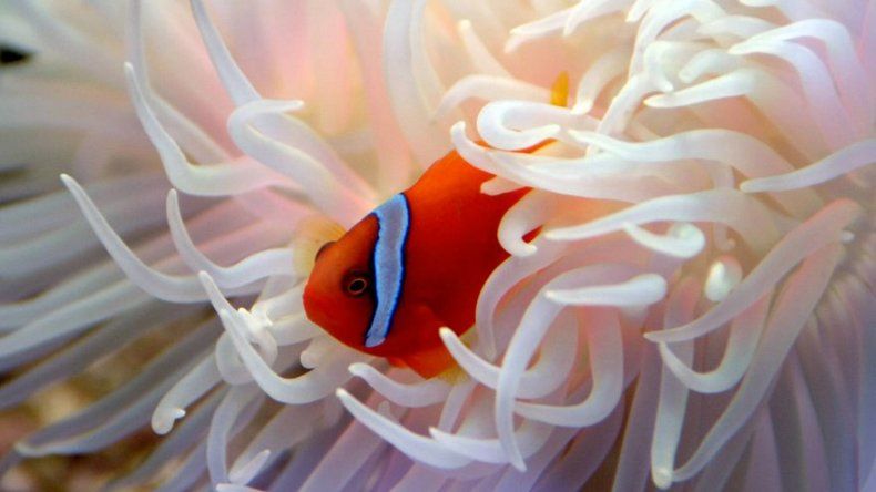 Peces payaso como Nemo nadan enormes distancias cuando son bebés