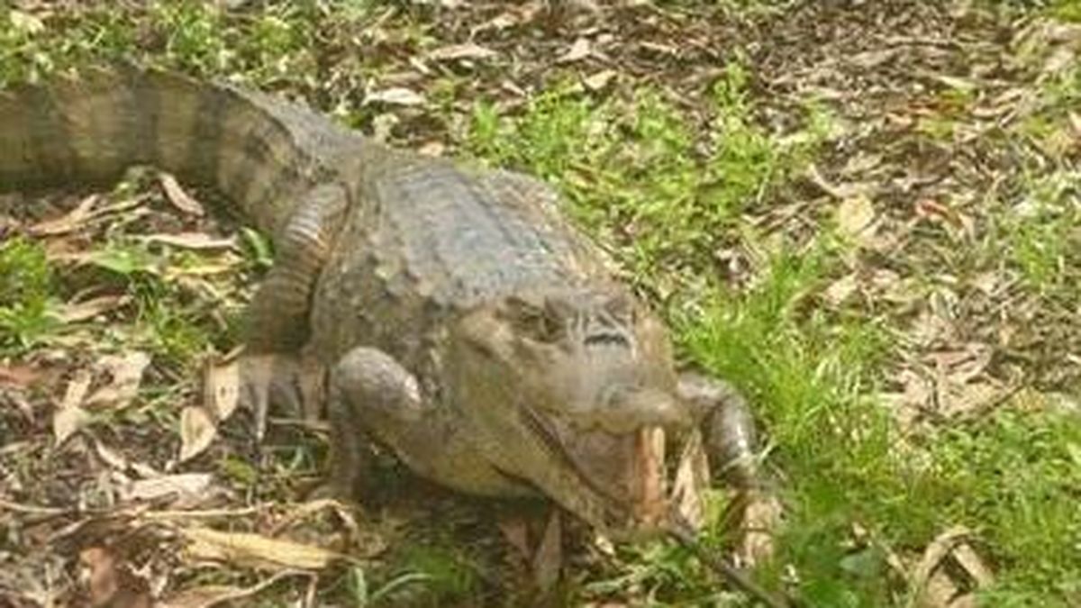ANAM estudiará situación de Lagarto Aguja y Babillo