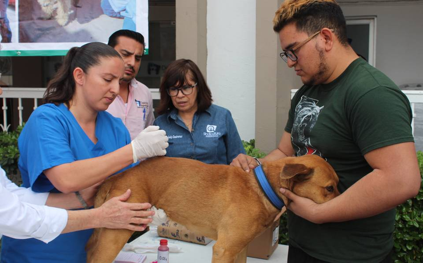 ¡Gratis! Vacunación de perros: ¿Cuándo es y cuál pondrán?