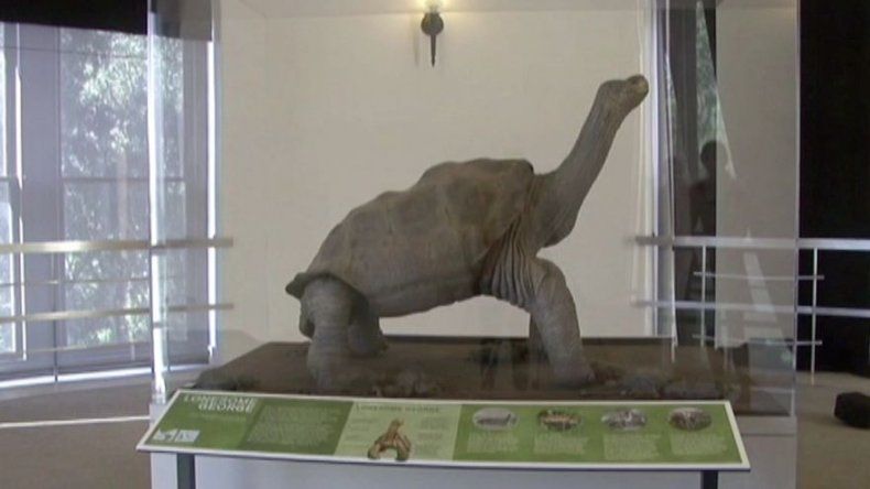 Llega a Nueva York Solitario George, la última tortuga gigante de Galápagos