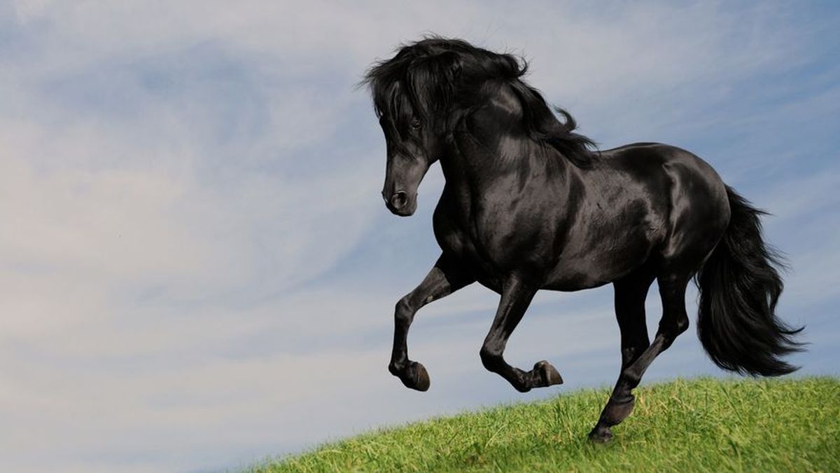 El caballo evolucionó genéticamente en función de su uso por los humanos