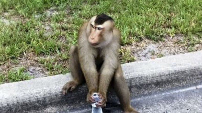 Mono suelto se divierte en un suburbio de Orlando