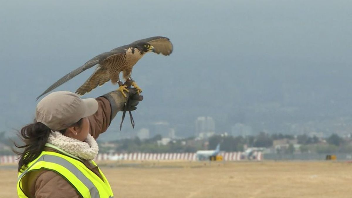 Ilse y Madison, los halcones que cuidan el aeropuerto de Ciudad de México