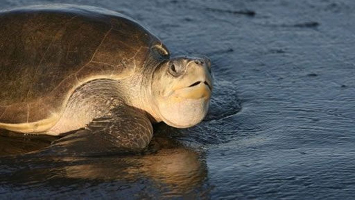 Analizan tácticas para proteger a tortugas marinas en América