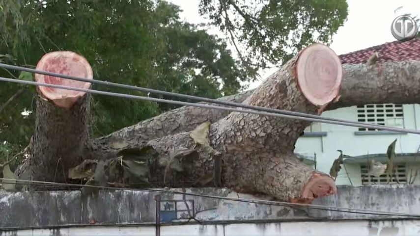 Barraza sin luz debido a la caída de un árbol sobre el cableado eléctrico