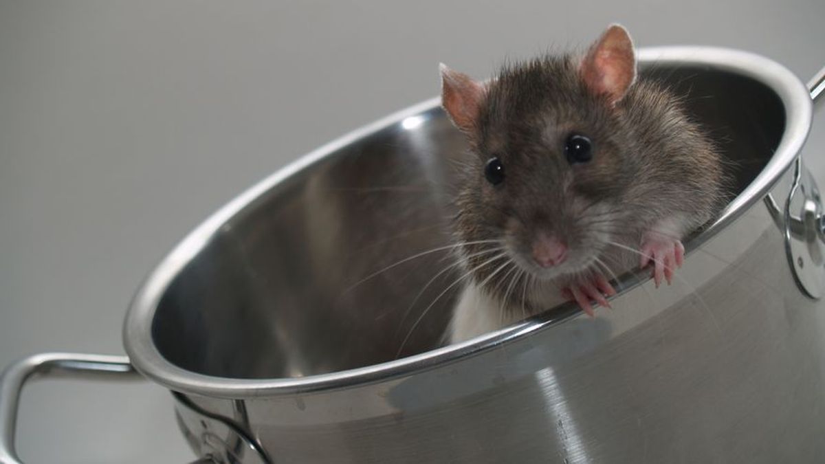Las ratas se quitan la resaca con la hormona del amor