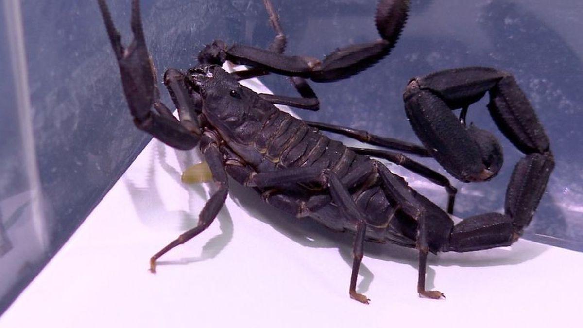 Escorpiones en Panamá, picadura peligrosa
