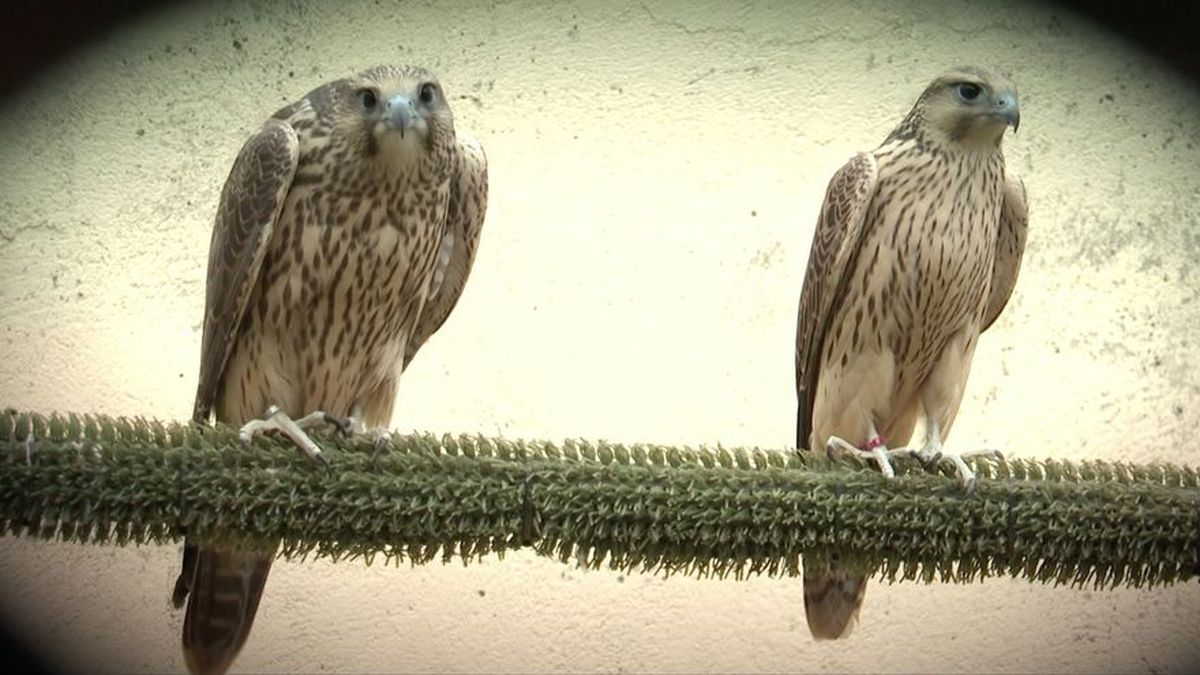 España, el paraíso de los halcones más deseados en el Golfo Pérsico