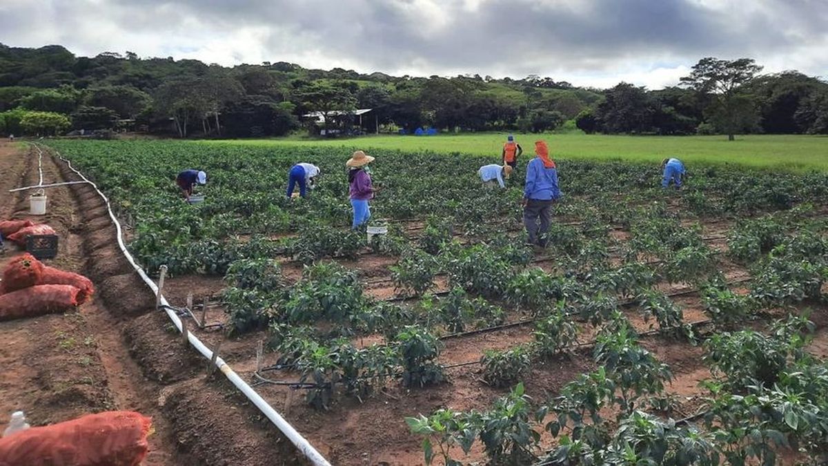 Impulsan en Panamá implementación de una plataforma de registro de ...